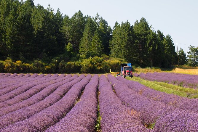 Lavender Full-day Tour in Sault From AIX-EN-PROVENCE - Who Should Consider This Tour?