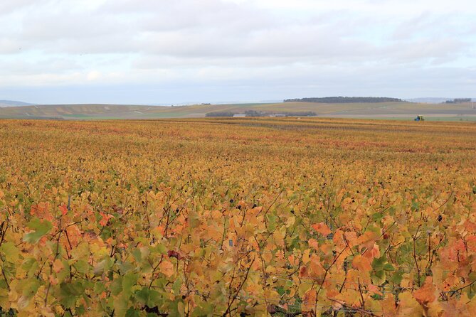 Let's take a walk in the vineyards - Who Should Consider This Tour?