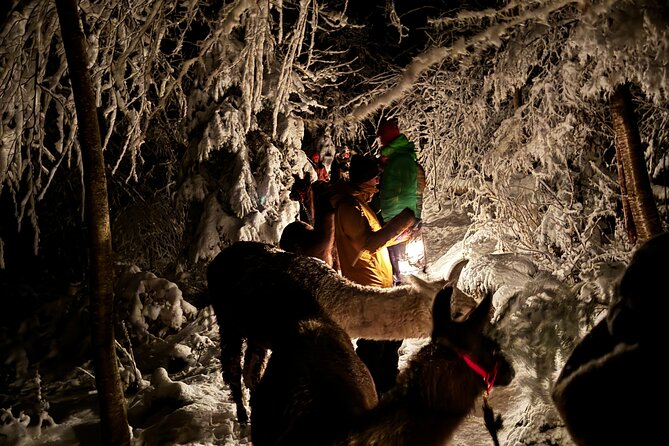 Llama hike with homemade, traditional cheese fondue - Pricing and Value
