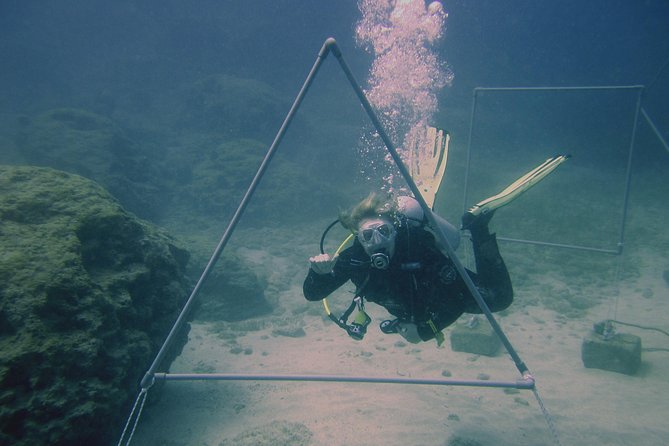 Local Guided Dives (for certified/licensed divers) - Who Would Love This Experience?