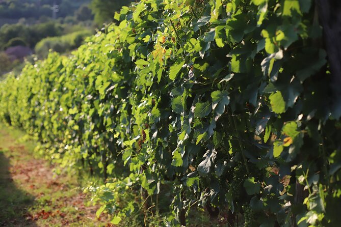 Lucca - Wine tasting at Tenuta Mareli - Transport, Group Size, and Duration