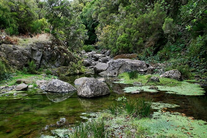 Madeira Levada Walk - Rabacal Lakes and Fountains - Logistics and Value
