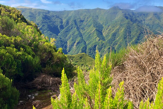 Madeira: Private Guided Walk Vereda Fanal PR13 - The Value of a Private Guided Experience