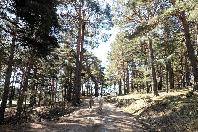 Madrid Mountains Free Walking Tour - A Glimpse into Madrid’s Local History