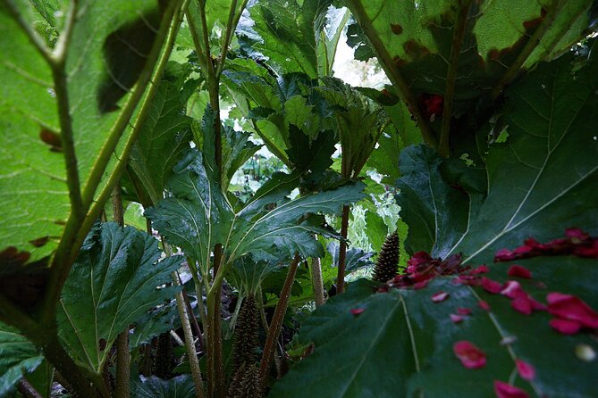 Magical and Exclusive Private Visit to the Fonte Baxa Garden, Luarca - The Value of the Experience