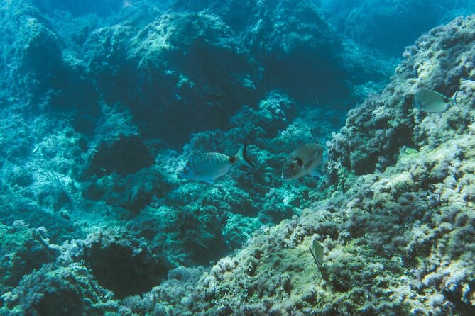 Marine Biology & Snorkelling Experience in the Cinque Terre - Itinerary Breakdown: What You’ll Do and Why It Matters