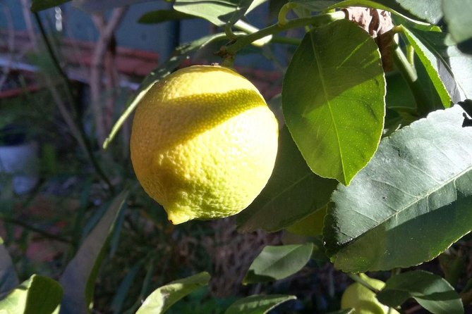 Market Tour, Traditional Cooking and Limoncello class - The Atmosphere and Host Experience