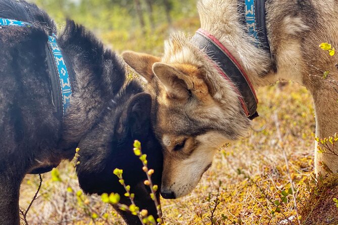 Meet Taivas & the Arctic Wolves - Private Tour - Who Should Consider This Tour?