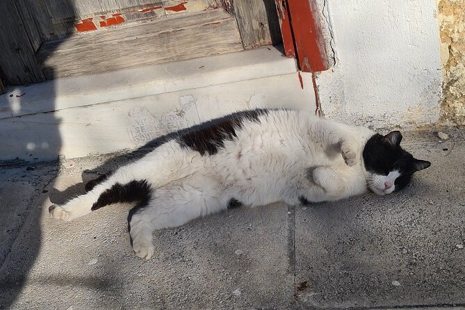 Meet the Cats of Acropolis and Thissio Private Tour - Pricing and Value