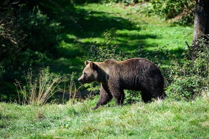 Meet the Free Bears and visit Dracula's Castle in a Day Trip from Bucharest - Authentic Experiences and Practical Tips