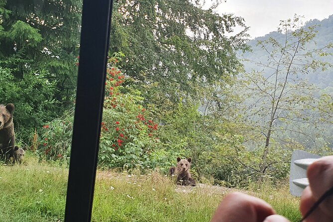 Meet Wild Brown Bears on the Roads to Real Dracula's Fortress - FAQs