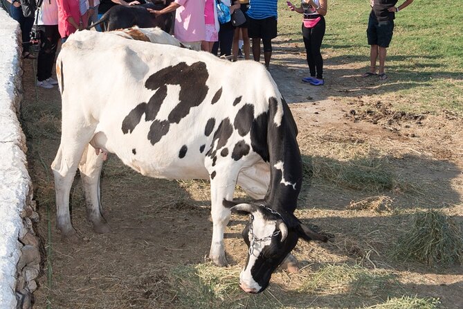 Mykonian Farm Entrance Ticket - Authentic Encounters with Animals and Culture