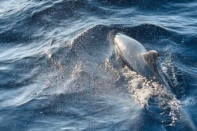 National Park Brijuni Tour from Pula with Dolphins, Sunset&Dinner - Practical Details and Tips