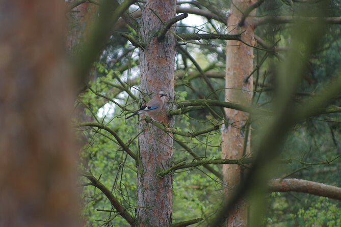 Nature Walk and Wildlife Tour in Sobieszewo Island - FAQ