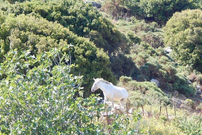 Naxos: Hike to the Top of the Cyclades - Mount Zas - Frequently Asked Questions