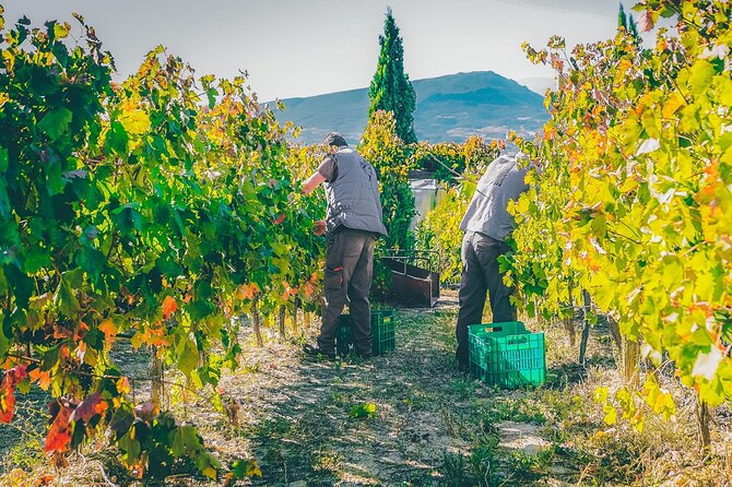 Nemea wine roads, The most famous wine tour in Greece - Authentic Experiences and Traveler Feedback