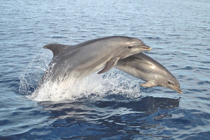 NEW Lagos-Watching Dolphins and Benagil Cave with Biologists - Practical Details: What You Need to Know