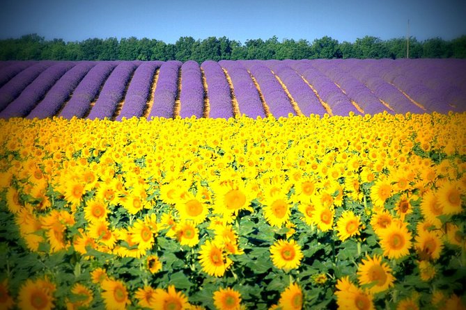 Nice: Gorges of Verdon and Fields of Lavender Tour - FAQ