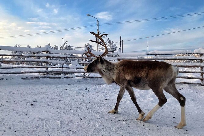 Northern Lights Holiday in Finland - Who Is This Tour Best For?