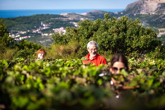 Olive farm & village - Who Should Consider This Tour?