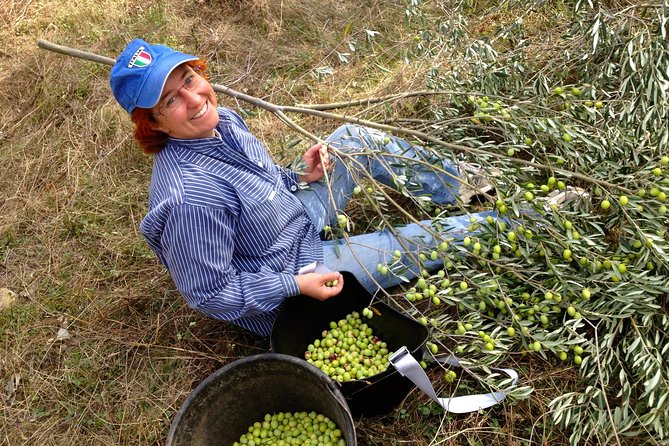 Olive Harvest in Provence - Final Thoughts