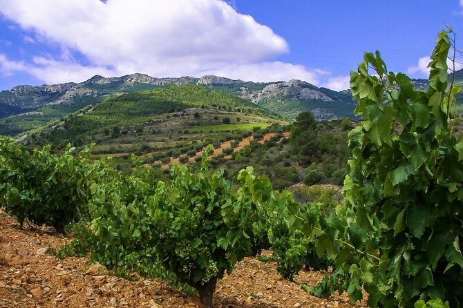 Olive Oil and Winery Tour from Zaragoza City - Who Will Love This Tour?