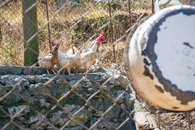 Olive oil farm to fork experience & short walking tour of Kotor - FAQ