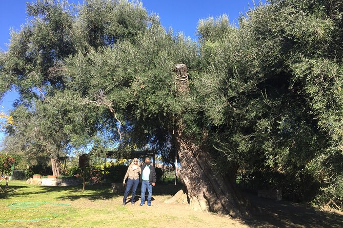 Olive Oil Private Full-Day Tour with Tasting in Valencia - Analyzing the Value