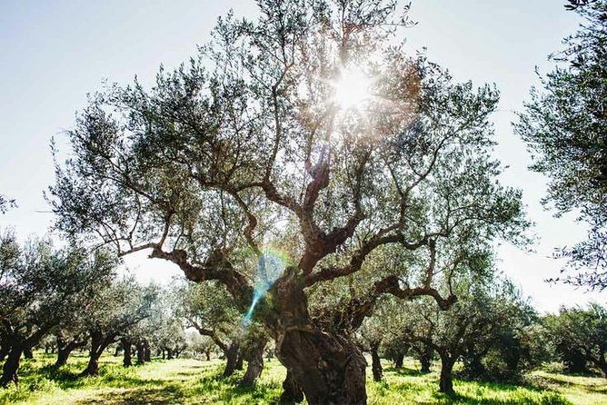 Olive Tour & Tasting - Sampling Greek Snacks & Water from Springs