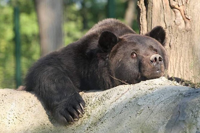 One day trip Bear Sanctuary Dracula Castel and Rasnov Fortress from Brasov - Who Would Love This Tour?