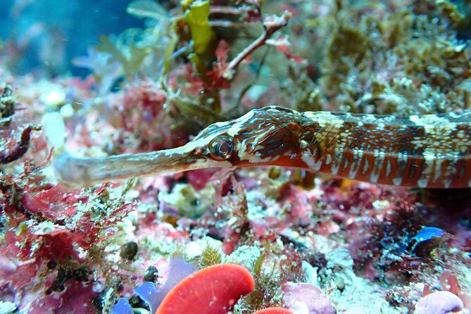 Open Water Diver Course in Arrabida Natural Park (Near Lisbon) - The Setting: Why Arrábida Natural Park?