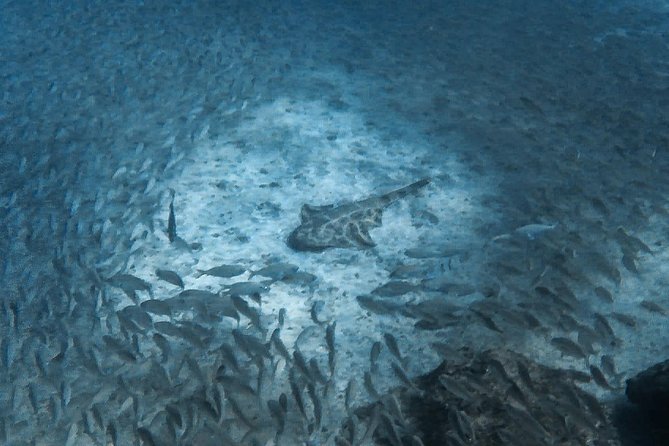 Open Water Diver Scuba Diving Course in Puerto de Mogan - What Past Participants Say