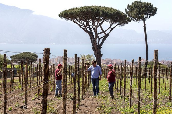 Organic Wine Tasting & Lunch Experience on Mt Vesuvius - The Sum Up