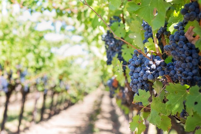 Peljesac Peninsula Wine Tasting Luxury Tour from Dubrovnik - Pricing and Value Analysis