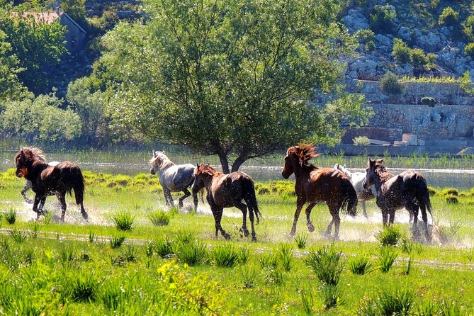 Podgorica Historic, Safari and Winery tour - Skadar lake and River Crnojevica - Who This Tour Is Best For