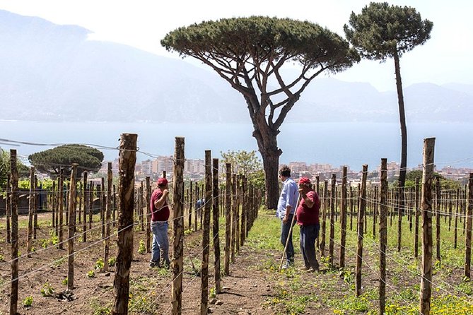 Pompeii Ruins & Wine Tasting with Lunch on Vesuvius with Private Transfer - What Travelers Say