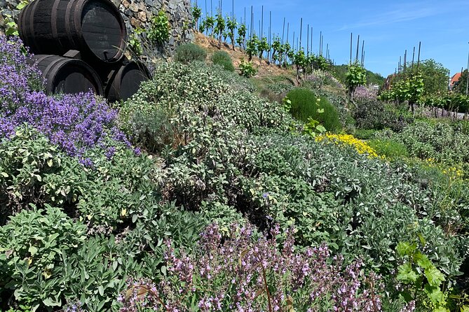 Prague´s Hidden Vineyards Private Tour - Final Thoughts: Is It Worth It?