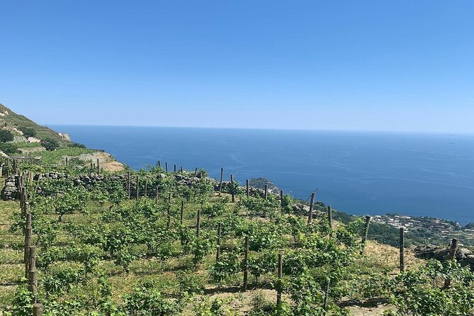 Premium Ischia Wine Tasting Experience with Transfer Included - Practical Details: Transportation, Duration, and Cost