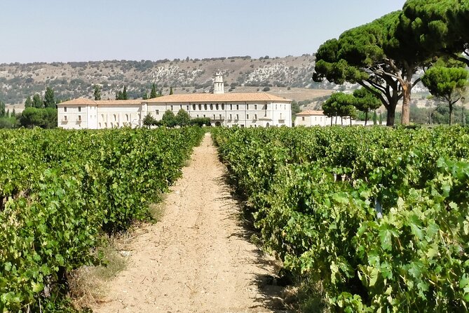 Premium Ribera del Duero tour with winemaker-guide - Second stop: Bodegas Ismael Arroyo | ValSotillo