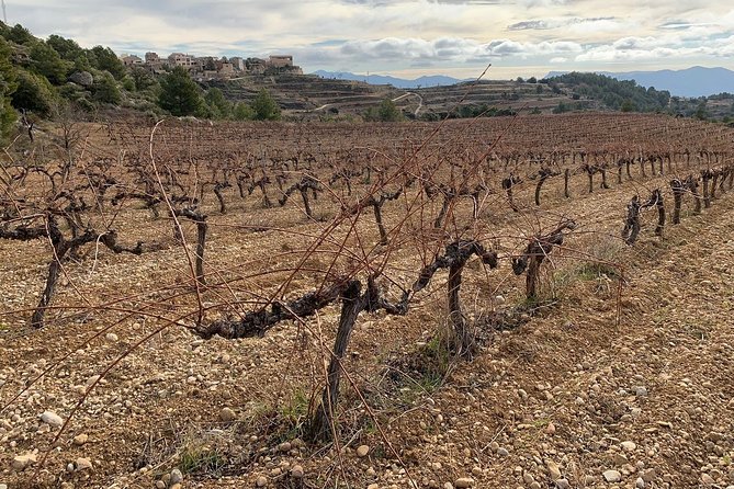 Priorat Wineries Tour with Wine Tastings & Lunch from Barcelona - The Sum Up