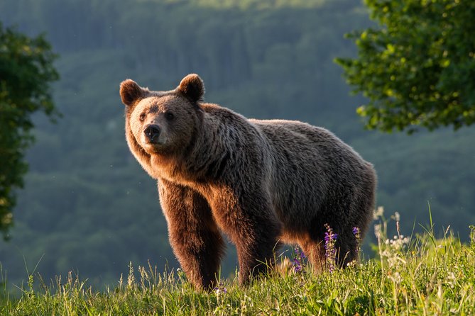 Private Brown Bear Watching Experience near Odorheiu Secuiesc - Who Would Love This Tour?