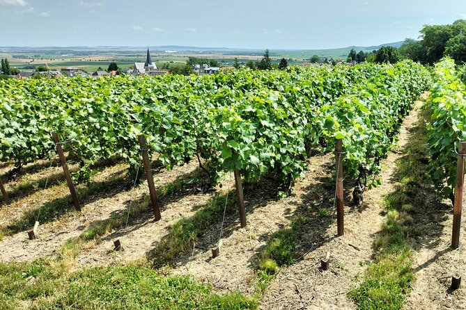 Private Champagne Tour Veuve Clicquot, Moet & Chandon from Reims - Final Words