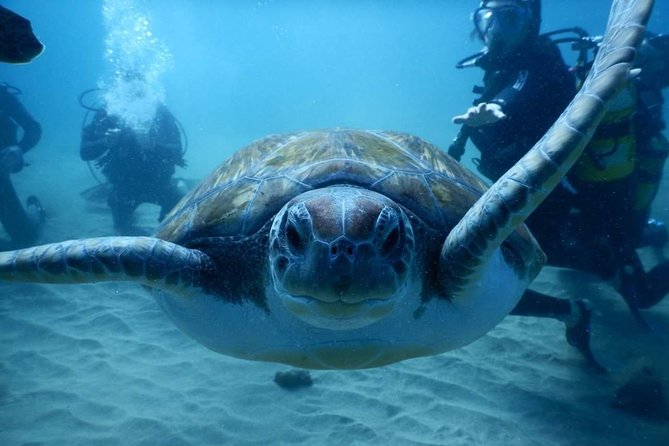 Private Diving at Zenobia Wreck in Larnaka - Who Should Book This Experience?