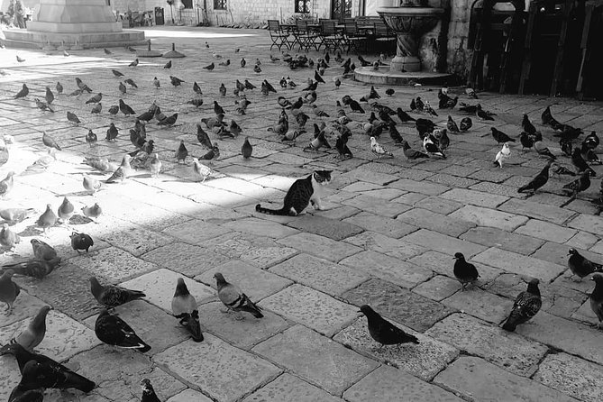 Private Early Morning Dubrovnik Tour - Who Should Consider This Tour?