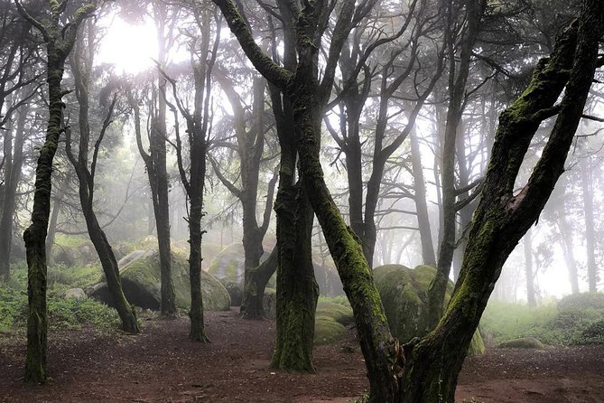 Private Evening Walk Inside the Forest: "Sintra Mountains Inbetween Wolves" - Whats Included and What’s Not