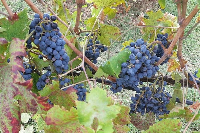 PRIVATE EXCURSION: Visit Siena & Chianti with lunch and tastings - The Farm and Winemaking Experience