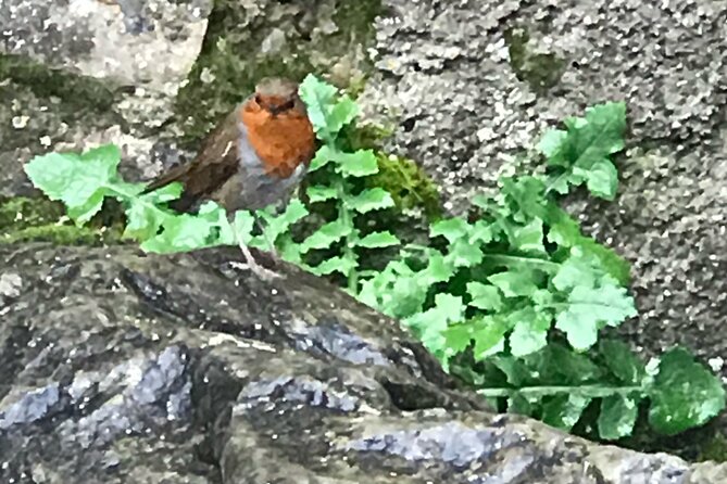 Private Garden of Ireland Wicklow Tour from Dublin - Who Should Consider This Tour?
