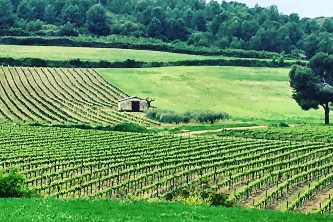Private Half-Day Languedoc Wine and Oyster Tour from Sète - Final Thoughts