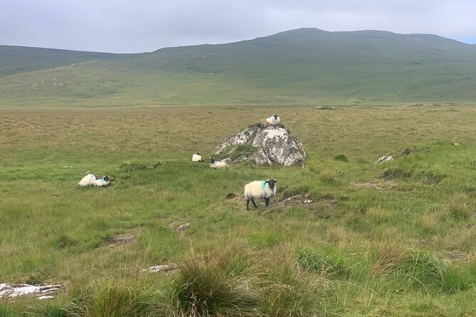 Private Luxury Guided Tour of Connemara from Westport or Ballina - The Value and Who It’s For