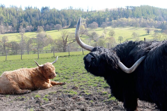 Private Luxury Tour of The Highlands and Loch Ness From Glasgow - FAQ